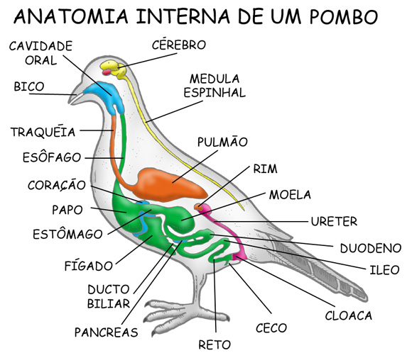 Marx no PS: Eureka ou os intestinos do pombo