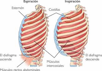 bienvenido al fascinante mundo de las ciencias: sistema respiratorio by ...