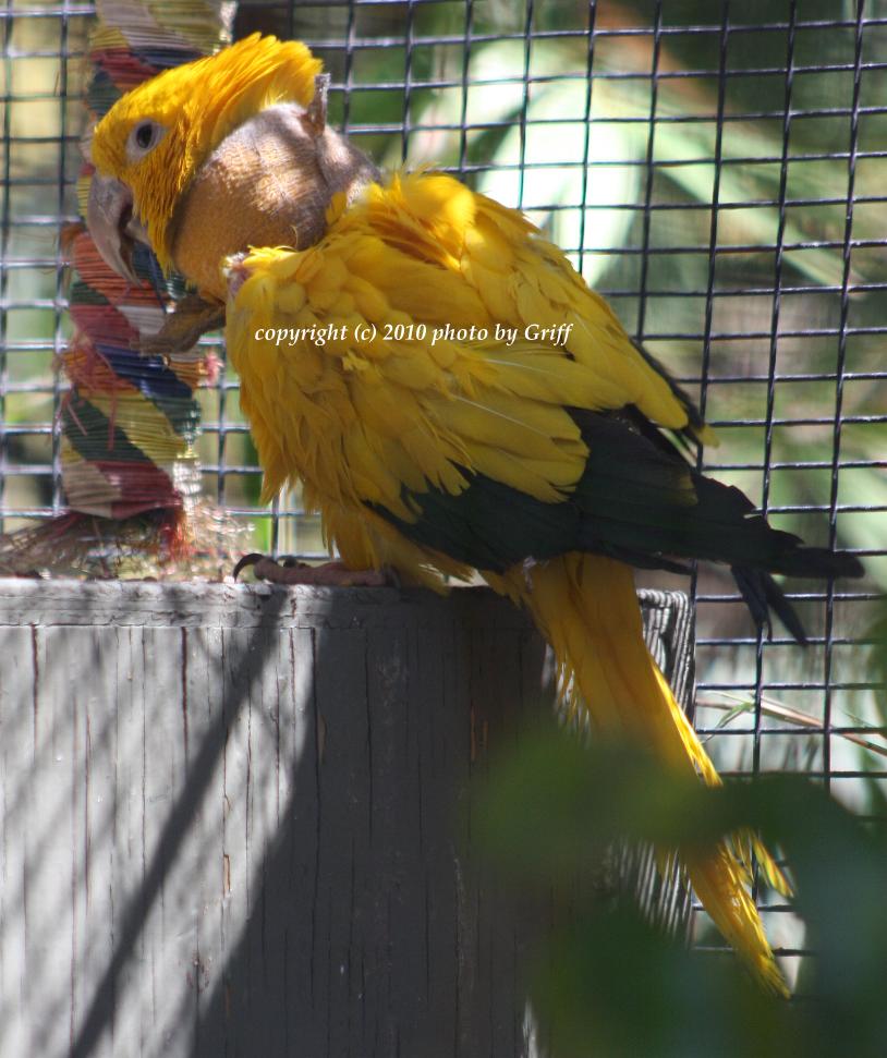 Griff's Bird Photos: A Golden Conure with a neck injury