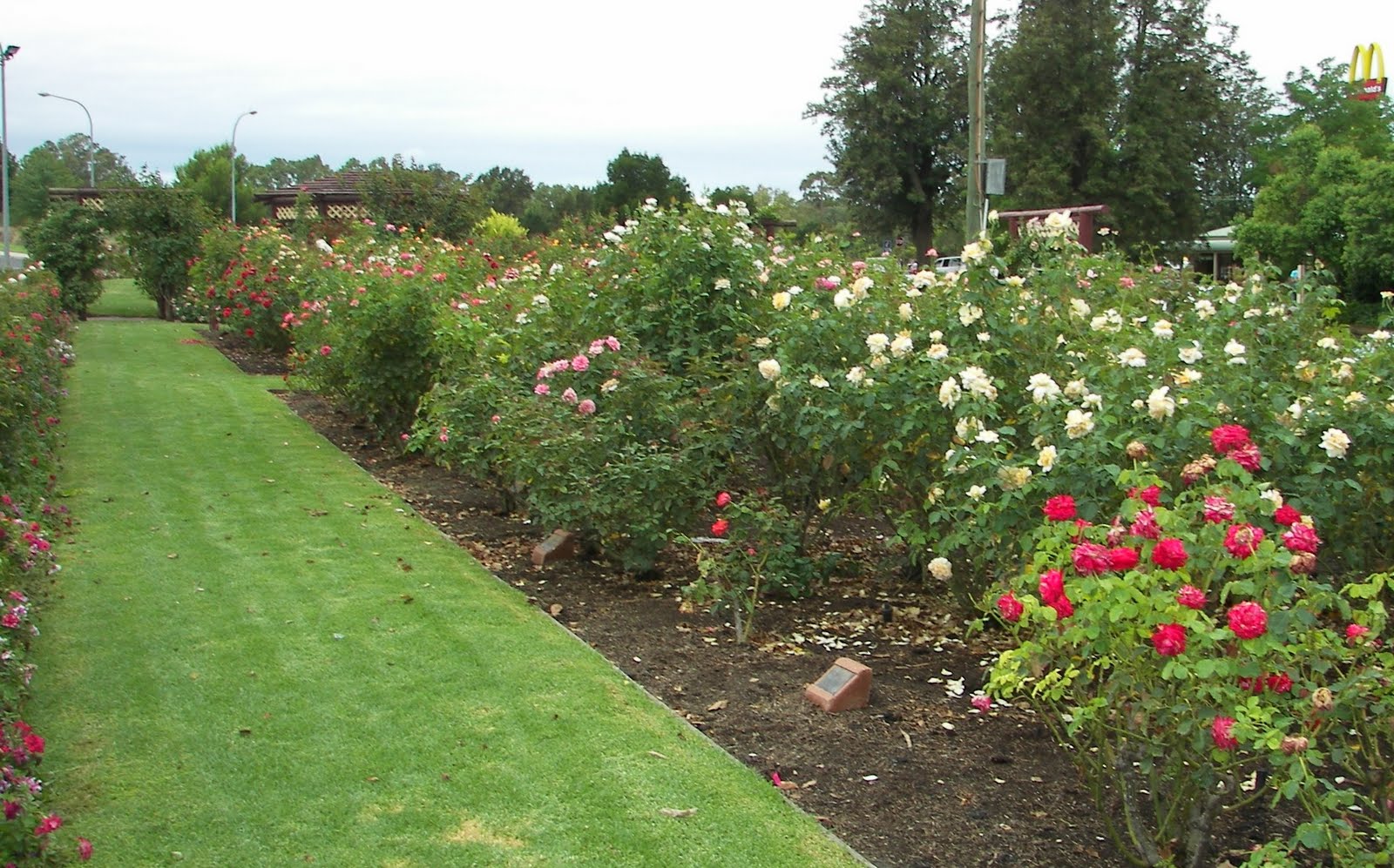 Tok Tok place: Cowra Memorial Rose Garden
