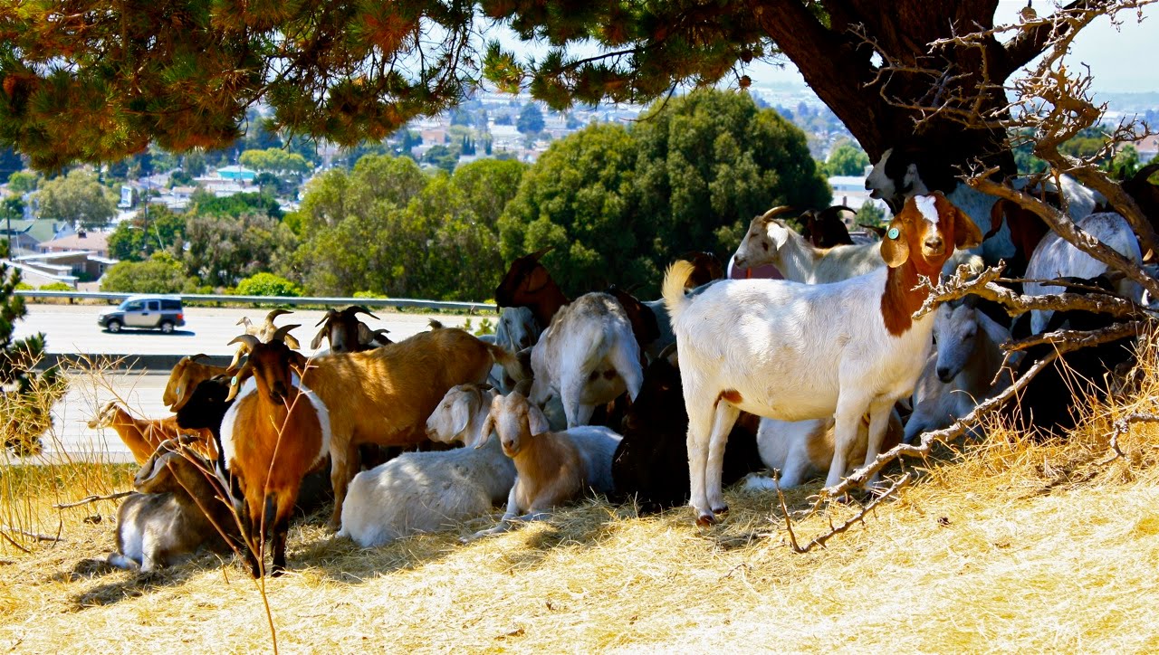 Oakland Daily Photo: ABC Wednesday: G is for goat season