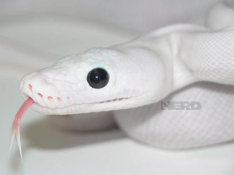Leucistic Reticulated Python