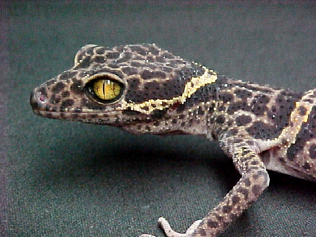 Leopard Gecko - Pictures Animal