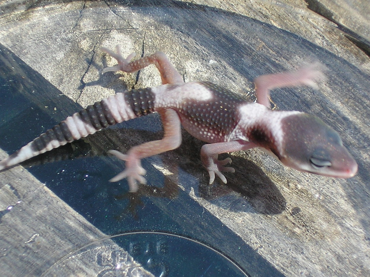 Leopard Gecko - Pictures Animal