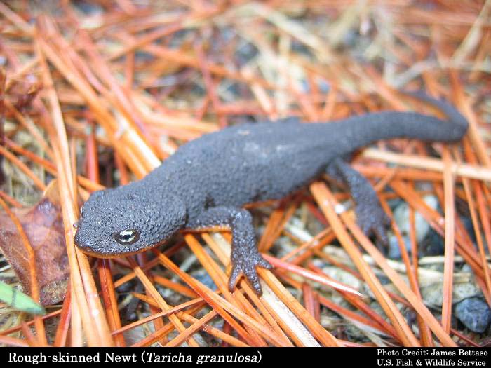 jungle life: newt pictures & wallpapers