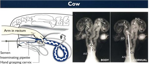 Welcome to Dunia Ku ^^: Teknik Inseminasi Buatan Pada Sapi