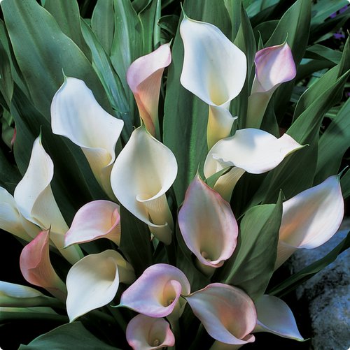 Sự Tích và Ý Nghĩa của Hoa Calla ( Thủy Vu hay Rum) | Banmaihong's Blog