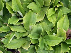 Anim Agro Technology: Cekur