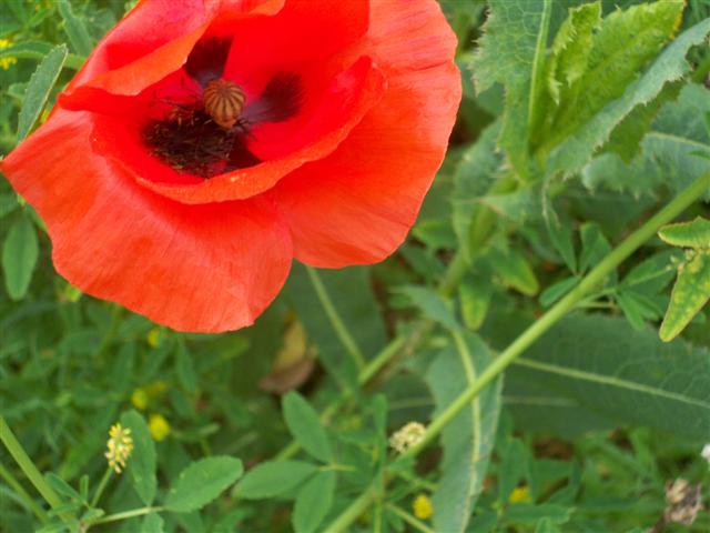 papavero di campo: Papaveri etruschi. Anche viola!