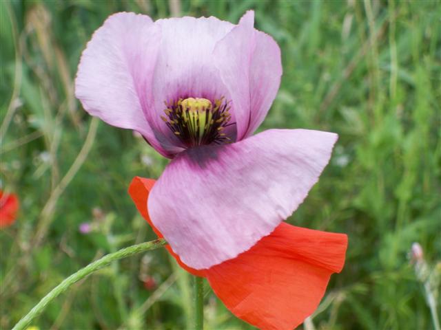 papavero di campo: Papaveri etruschi. Anche viola!