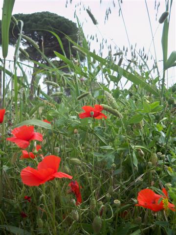 papavero di campo: Papaveri etruschi. Anche viola!