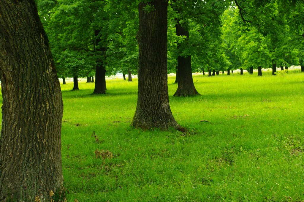 Photo Blog: O poveste cu si despre stejari