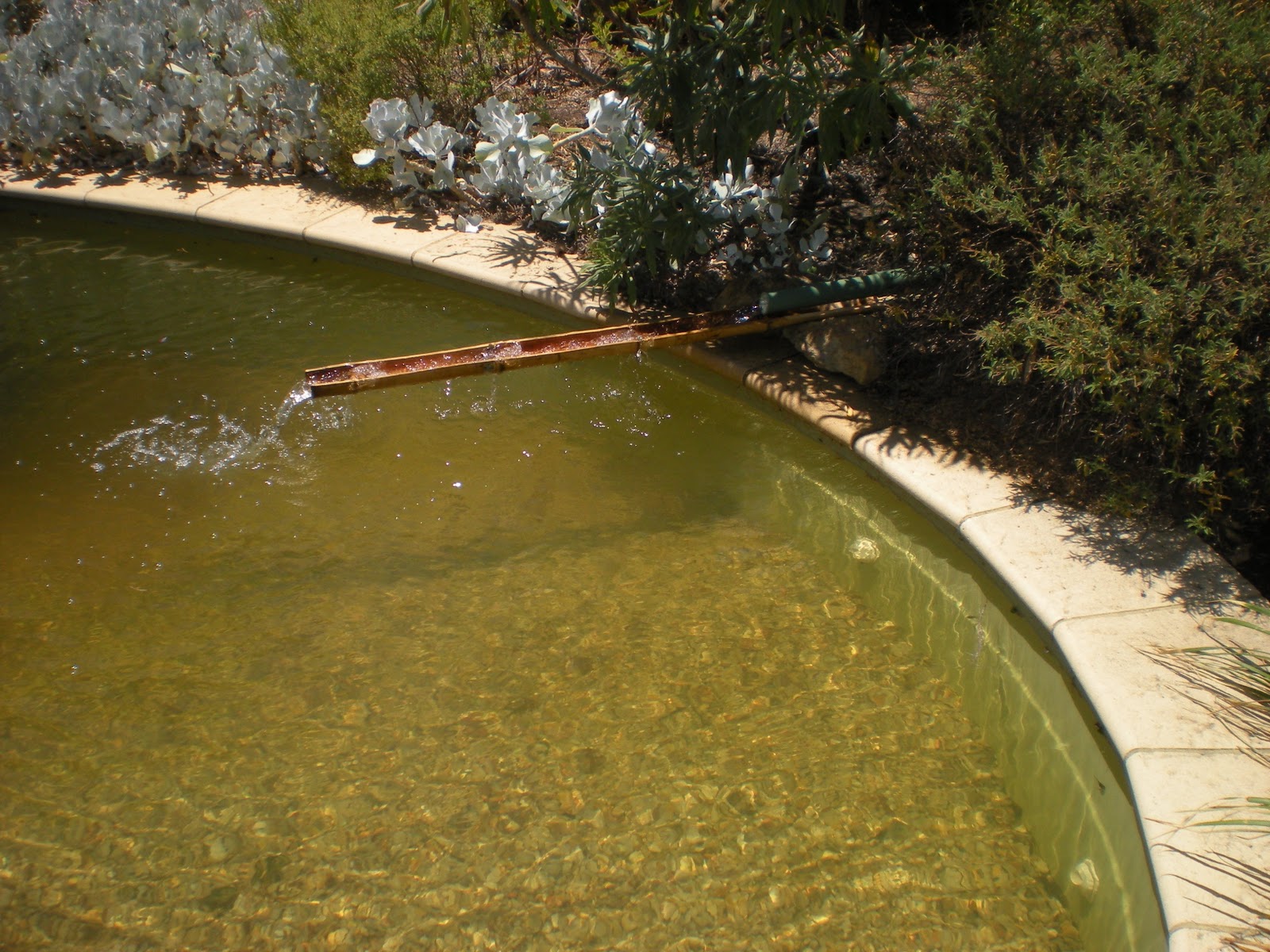 Simon's Swimming Pool - Aquaculture Conversion