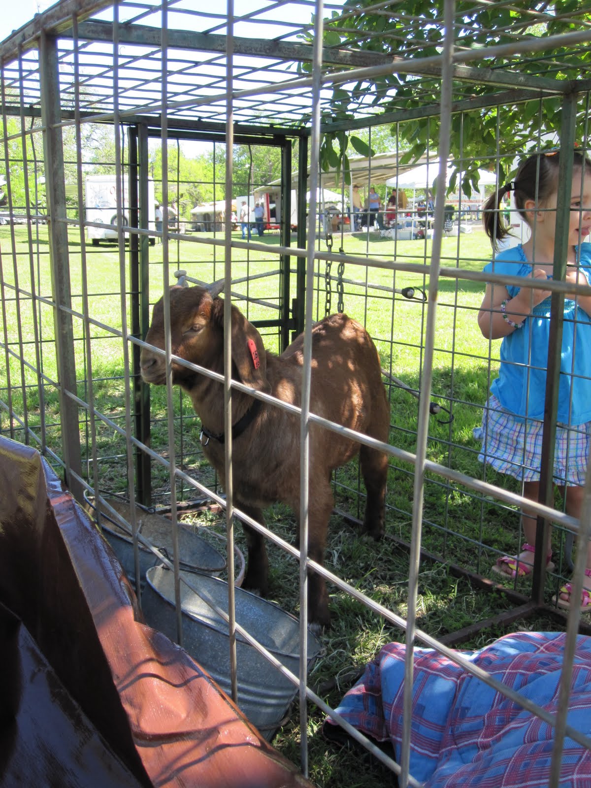 Man Up: Tales of Texas BBQ™: Goldthwaite cookoff: the beasts that roam ...