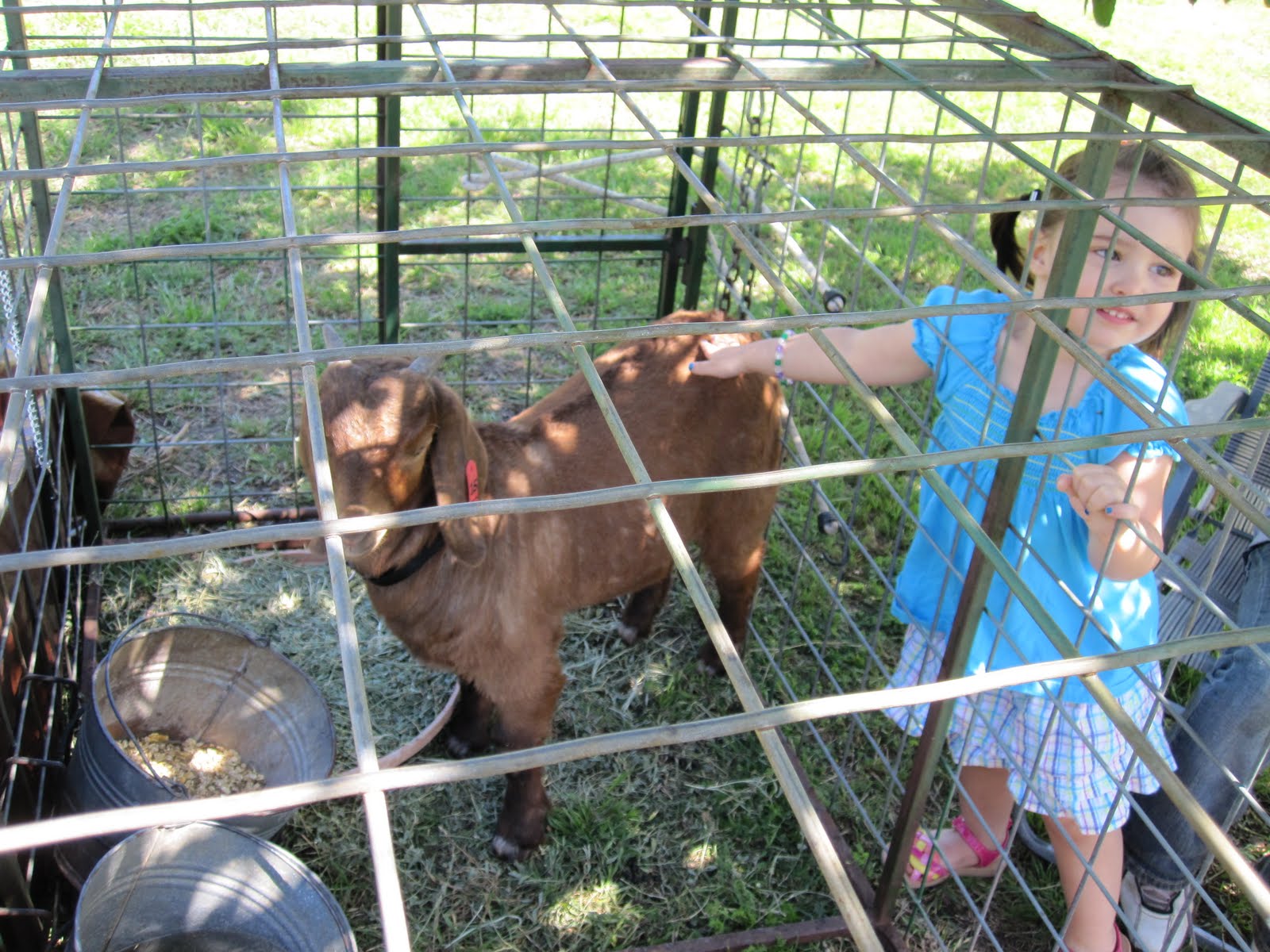 Man Up: Tales of Texas BBQ™: Goldthwaite cookoff: the beasts that roam ...