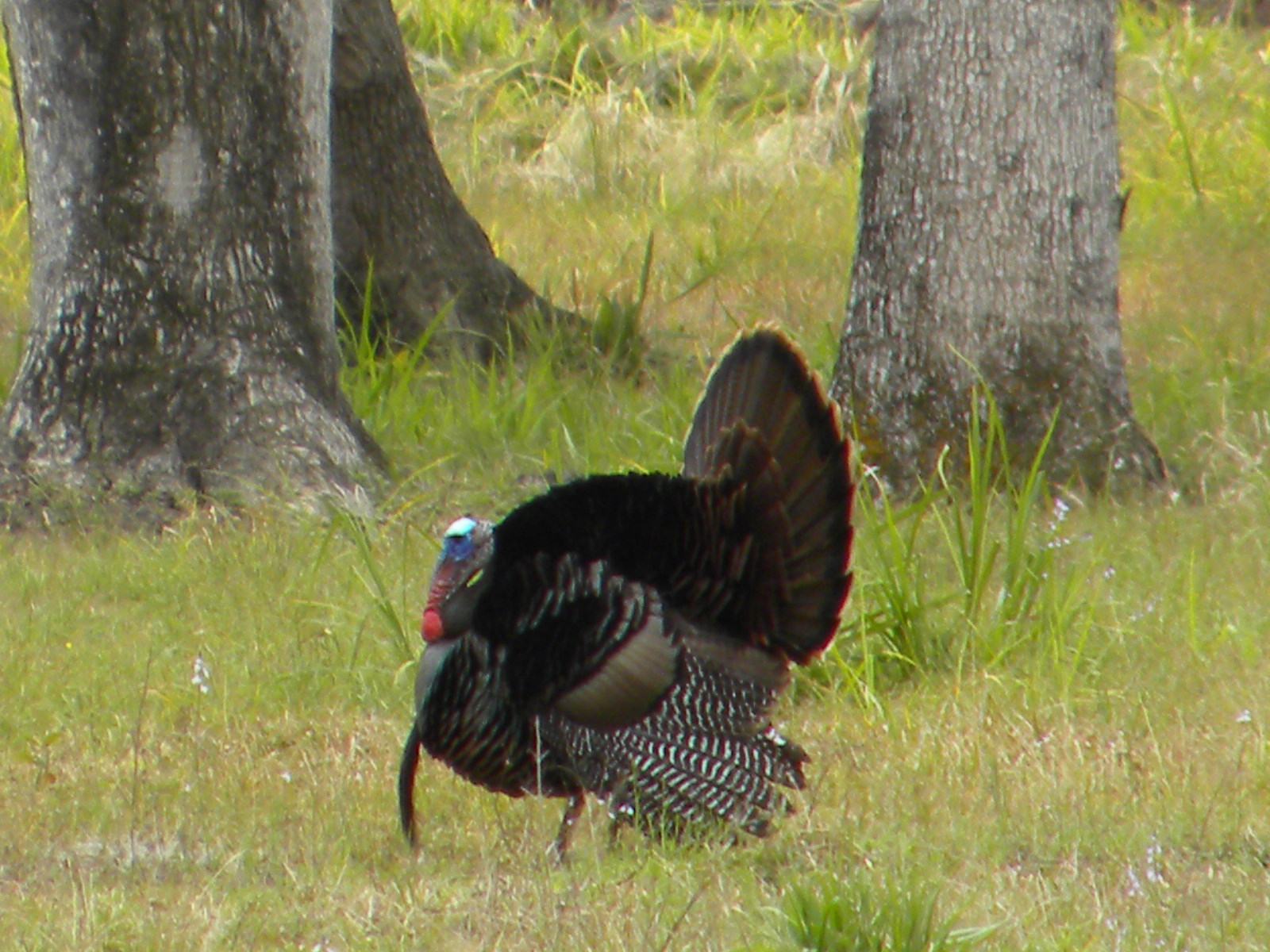 My Secrets for Happiness: Turkeys in Florida