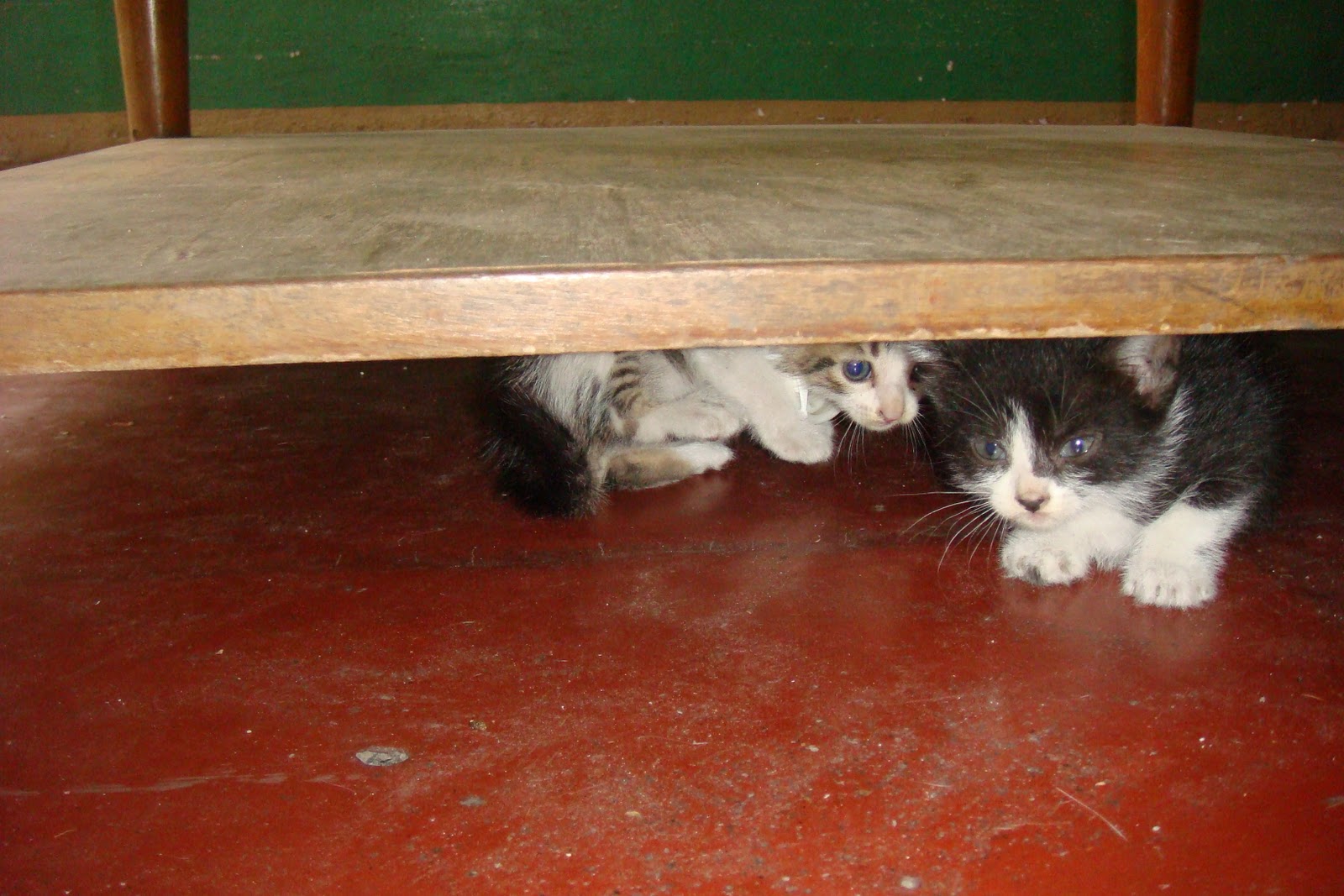 Life as I know it.: Meet 10-second Tom and Jerry Maguire.