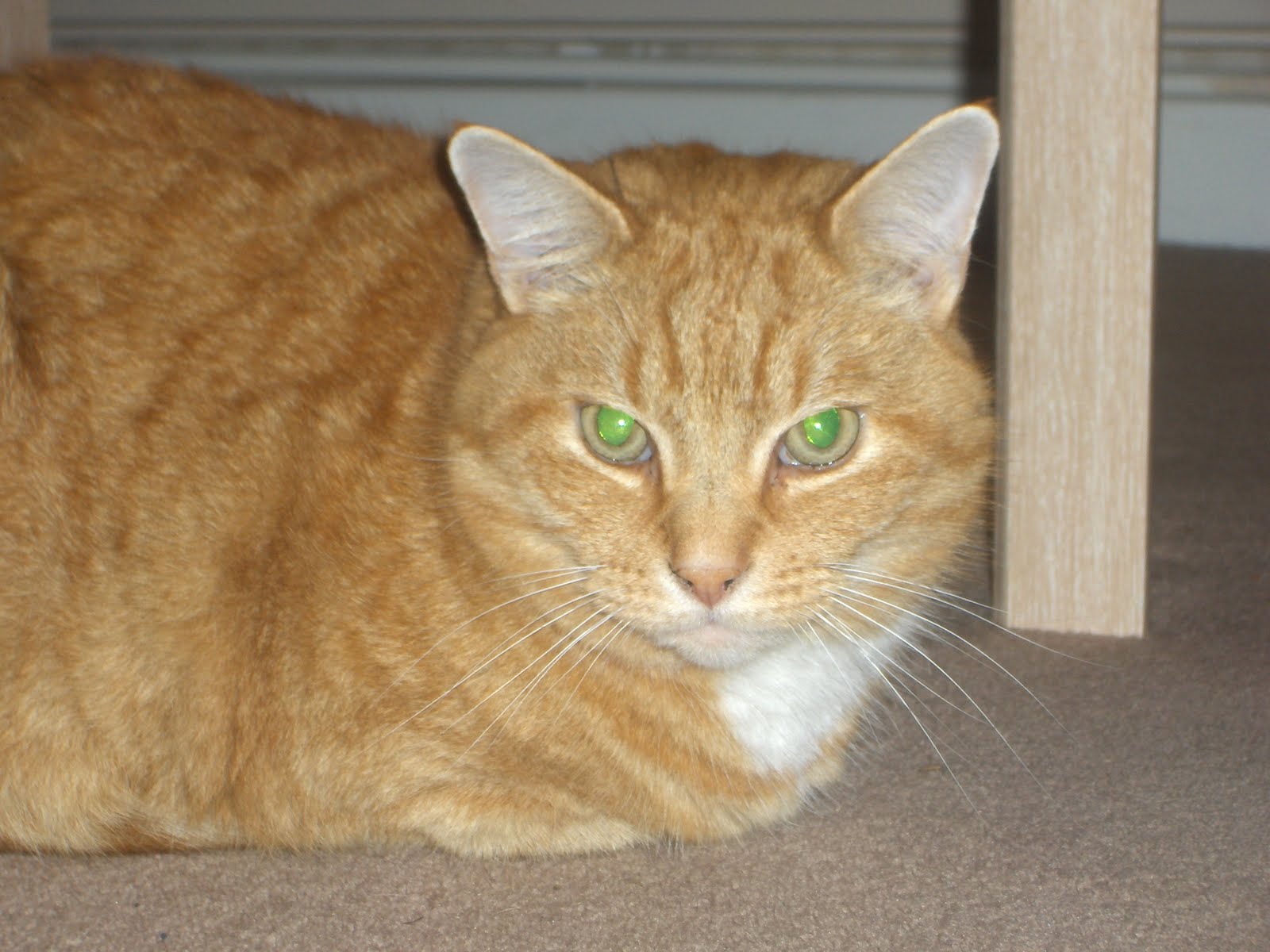 Thoughts Of An Intelligent Blonde: Cats
