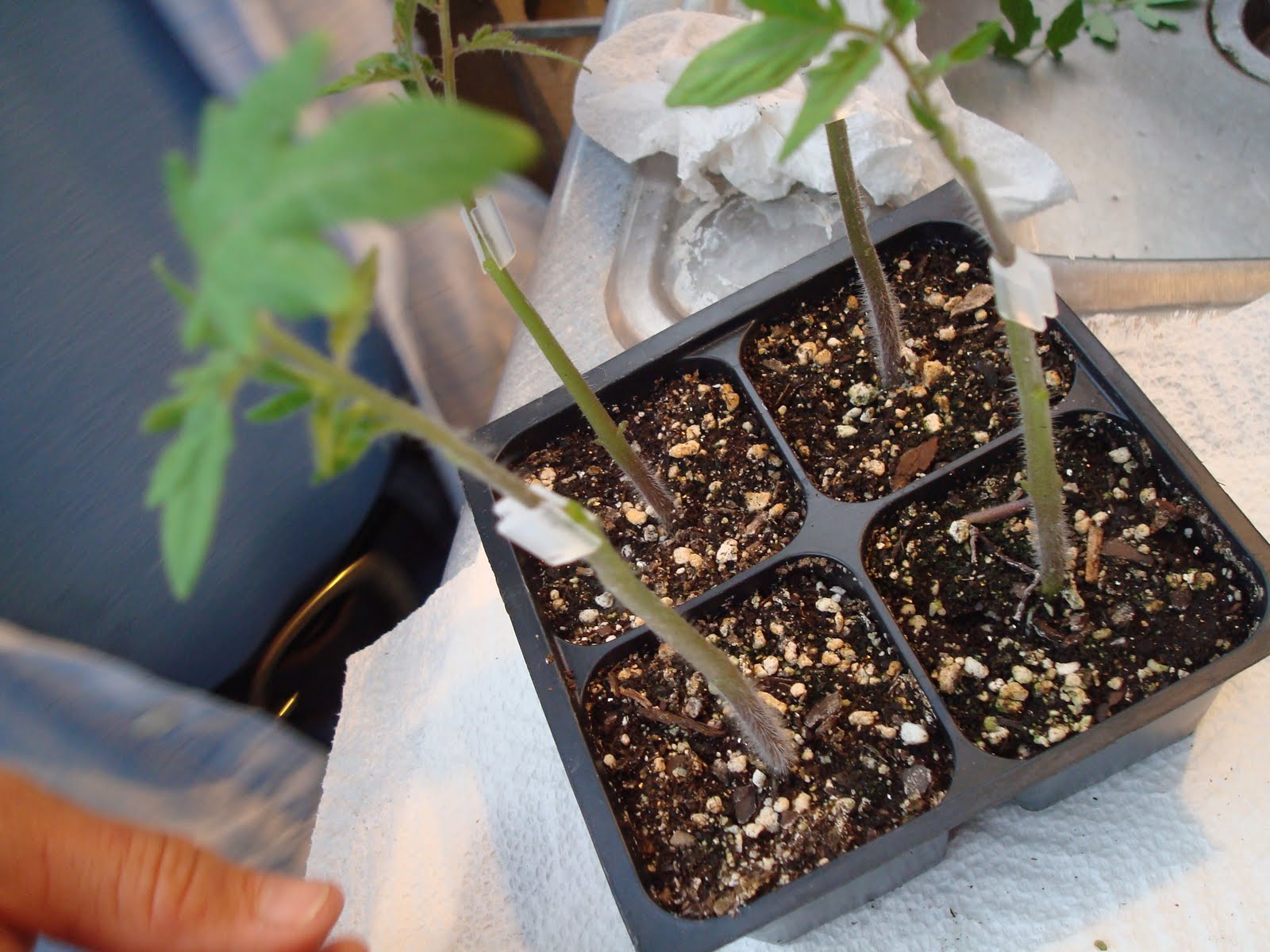The Vegetable Garden: Tomato Grafting with Pictures