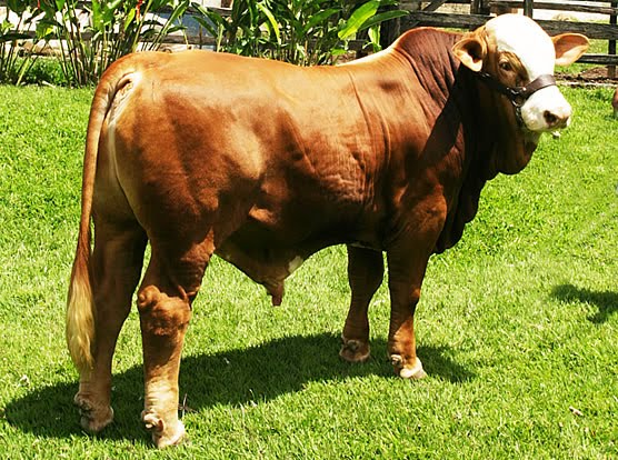 SIMMENTAL-SIMBRAH-BRAHAMAN: Semental raza Simbrah "Saturno Samuel"