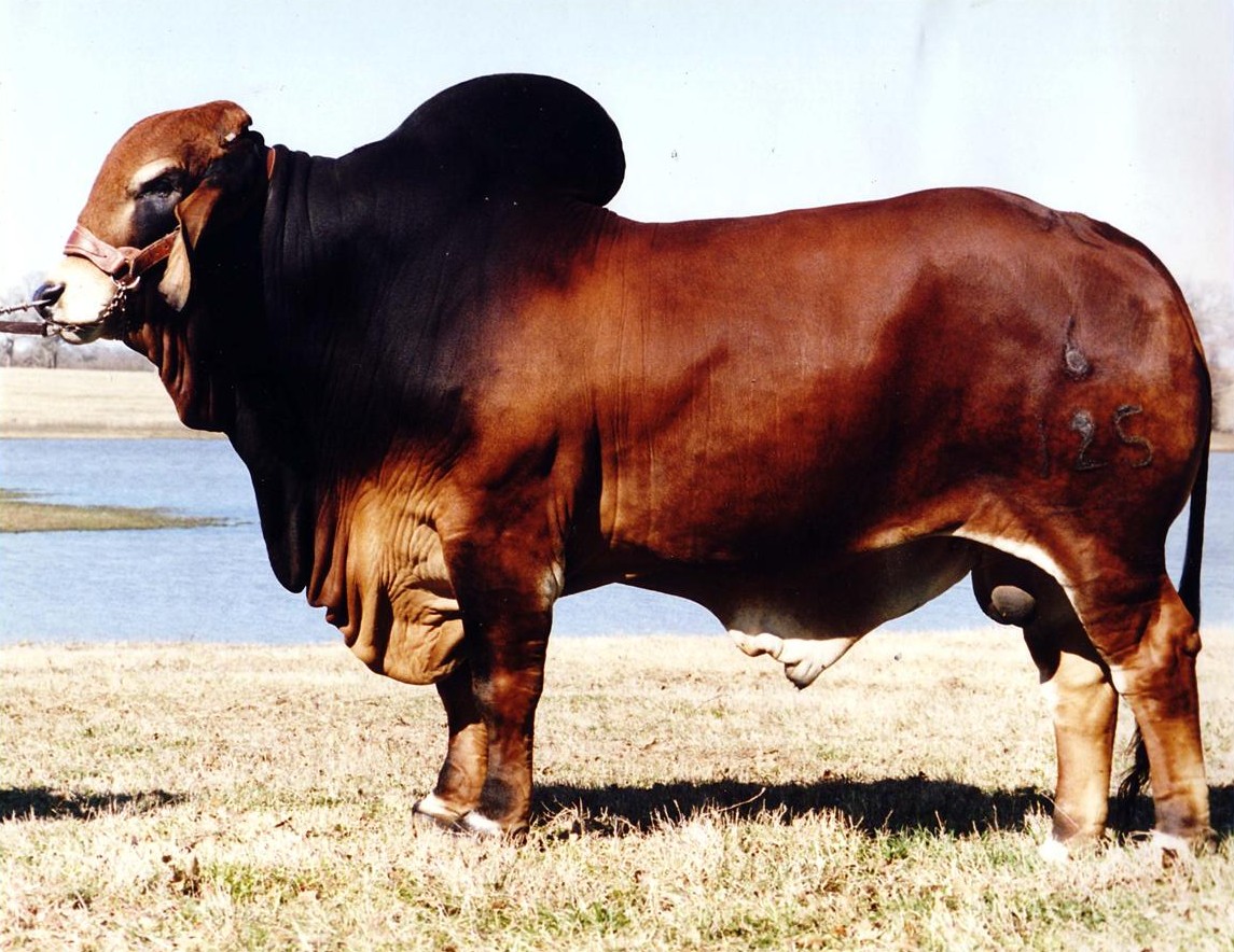 SIMMENTAL-SIMBRAH-BRAHAMAN: Raza Brahman