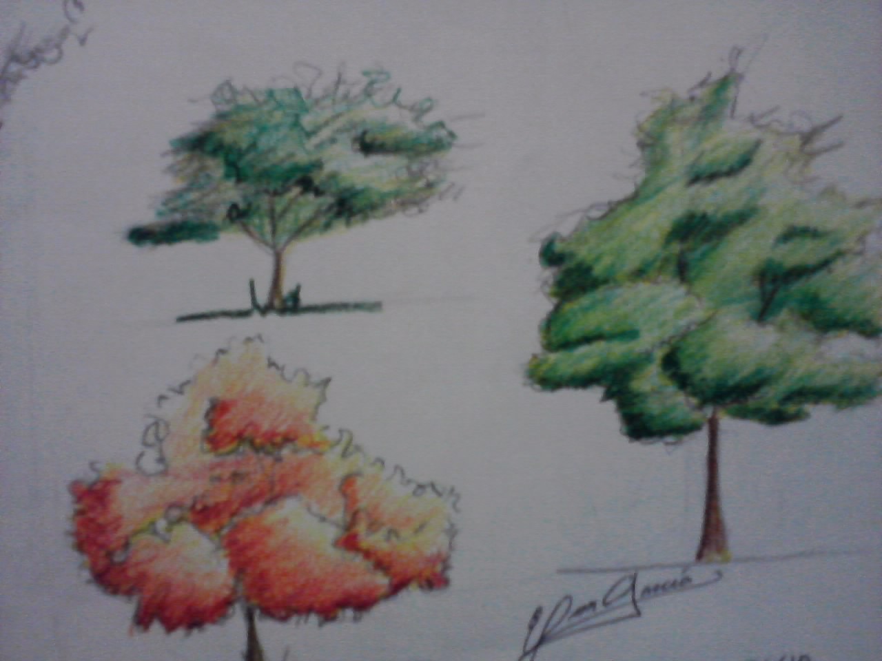 EvelynG: DIBUJO NATURAL