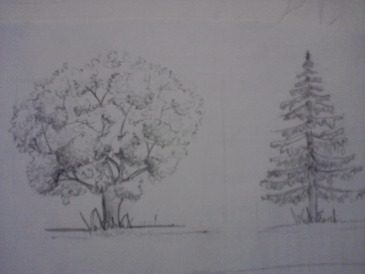 EvelynG: DIBUJO NATURAL