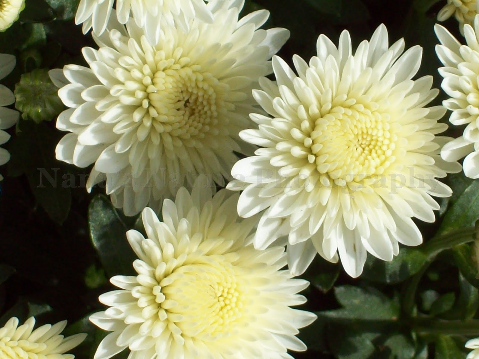 Nana's Nature Photography: White Mums