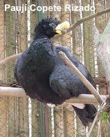 ANIMALES ORIUNDOS DEl LLANO: PAUJI