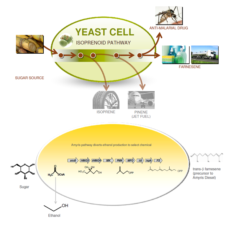 Al Fin Energy: Another High Value Chemical from Biomass: Farnesene