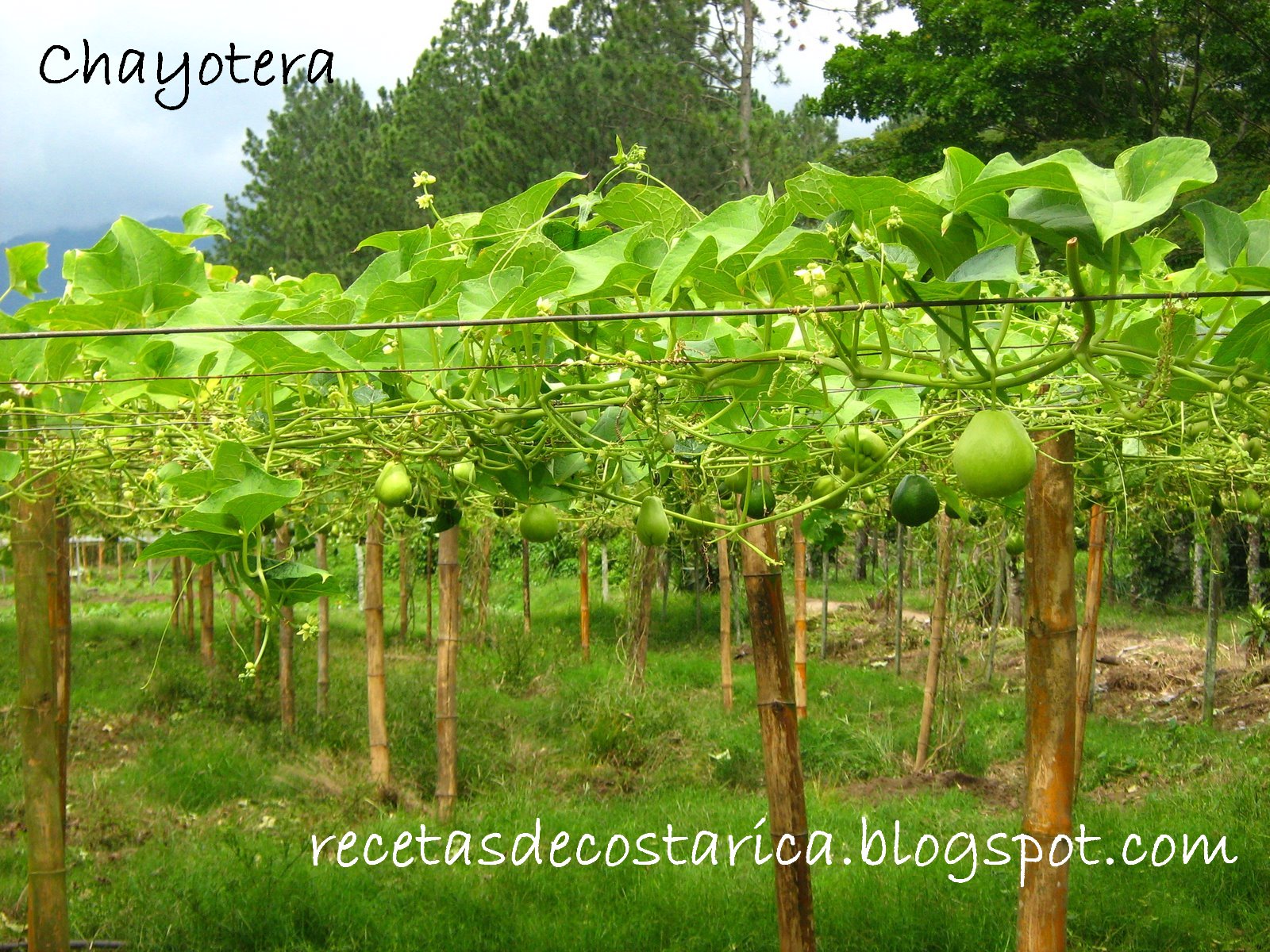 Cocina Costarricense: chayote en ensalada