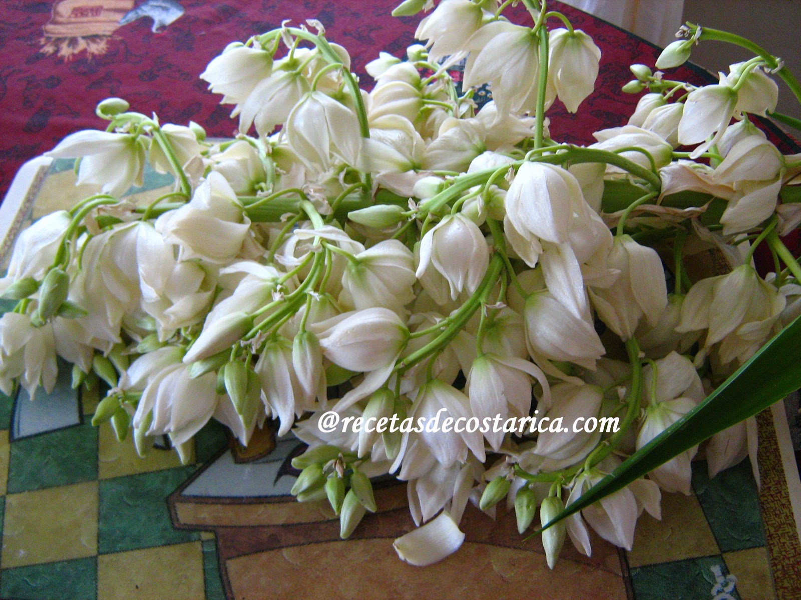 Cocina Costarricense: flor de itabo a la Eulalia