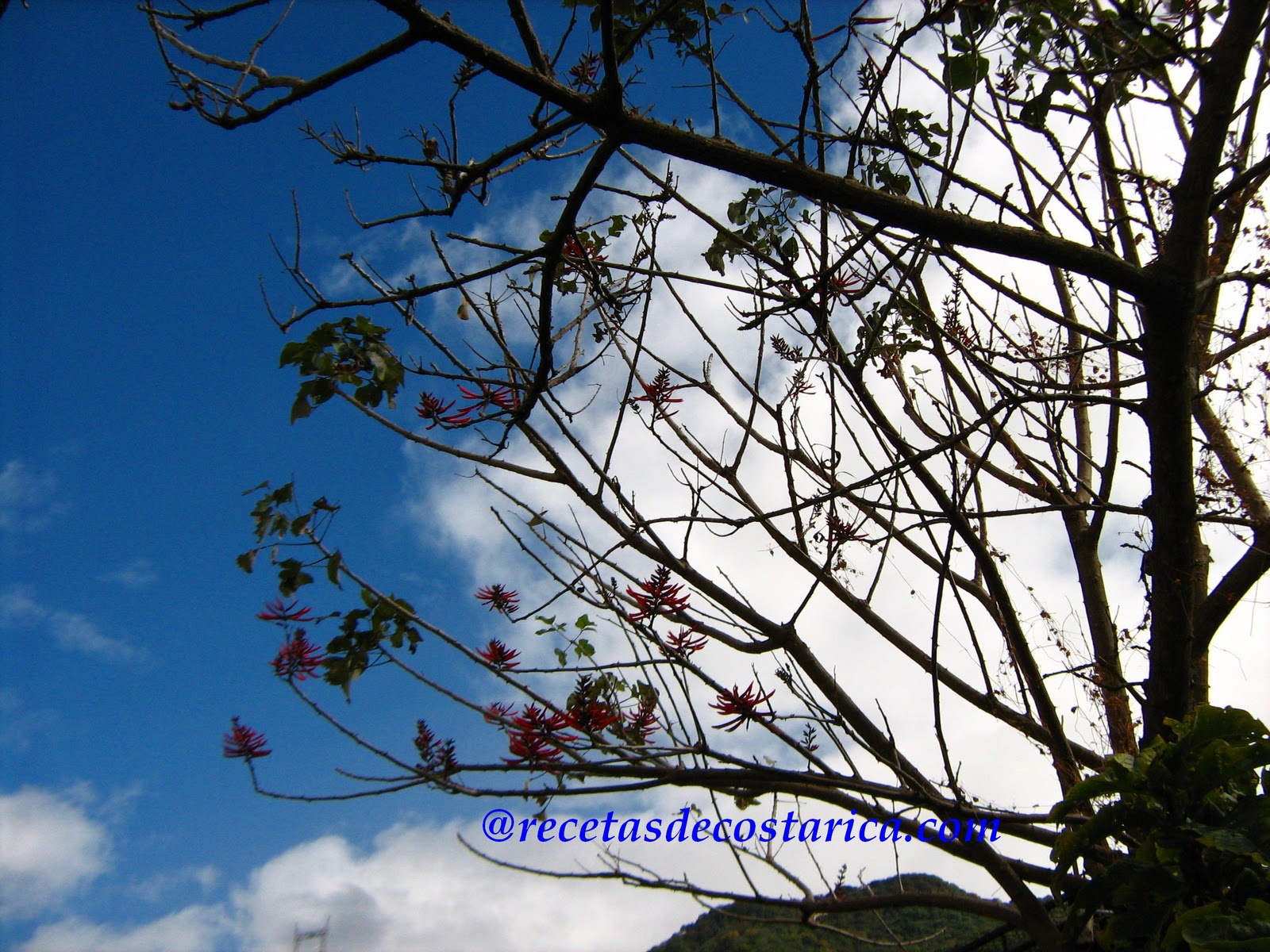 Cocina Costarricense: cuchillitos del poró