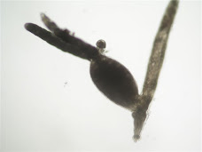 Copepodologist: Copépodos parásitos microhabitat en el pez