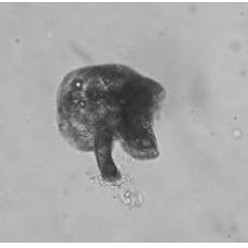 Copepodologist: Copépodos parásitos microhabitat en el pez