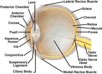 Science Interpedia: The Human eye