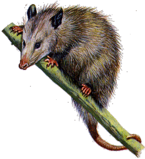 O Gambá