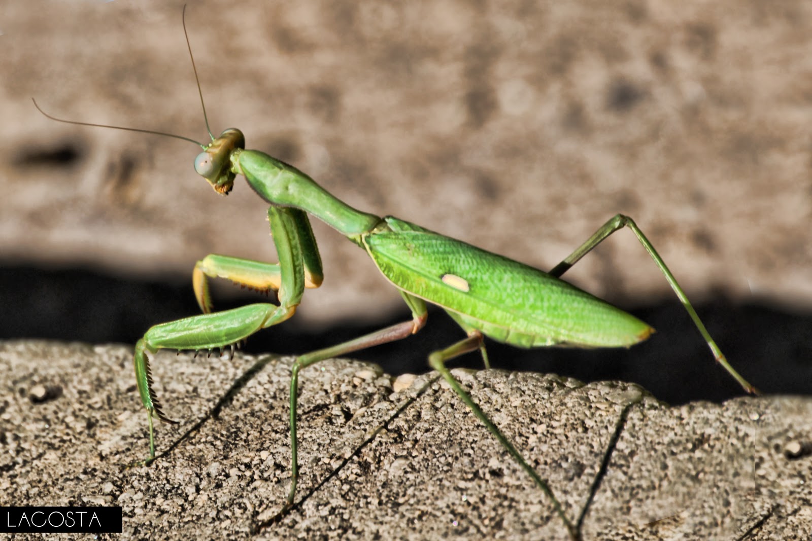 LACOSTA PRODUCCIONES: enero 2011