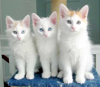 pet articles: know the history of Turkish Van cats