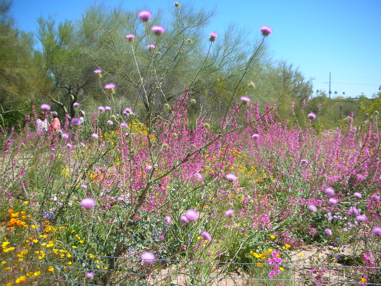 Prickly Paradise: A Newcomer Living in the Desert: The desert is blooming