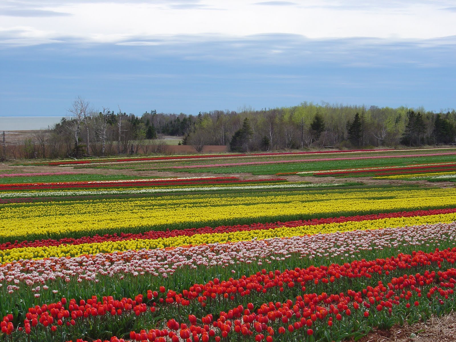 Gardeningbren in Nova Scotia: Fields of Tulips on PEI