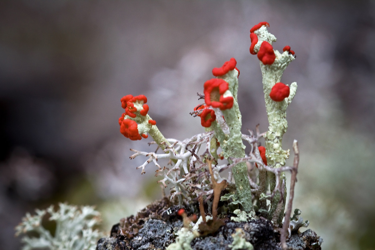 Jim's Photo Page: British Soldier Lichens