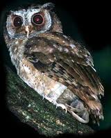 Keanekaragaman Burung yang ada di Bumi: Otus siaoensis