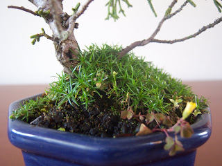 Leonardo Couto Arte Bonsai: Mame Bonsai em Bunjin (Literati)