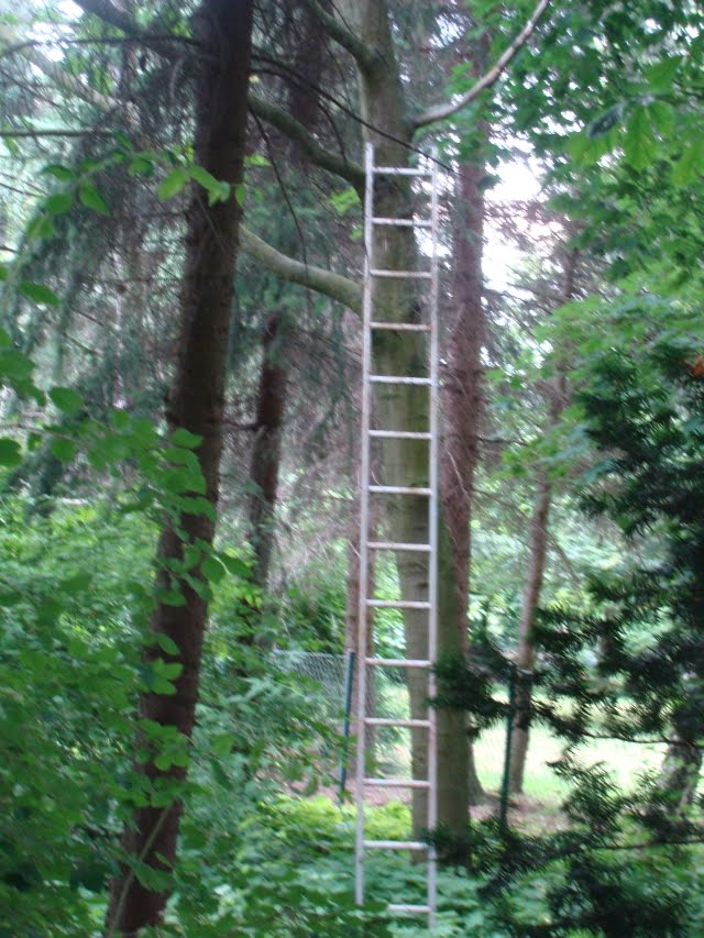 © Mein Waldgarten: Hoch hinaus