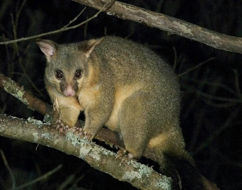 The Beret Project: The NZ Series #4 - The Possum and the Beret