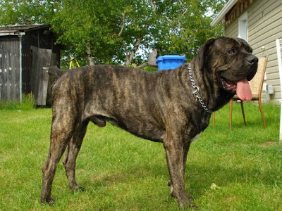 Élevage Jesse-James: Les bébé cane corso arrive bientôt