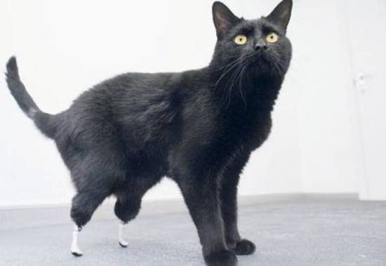 paw planet: Oscar: The Bionic Cat