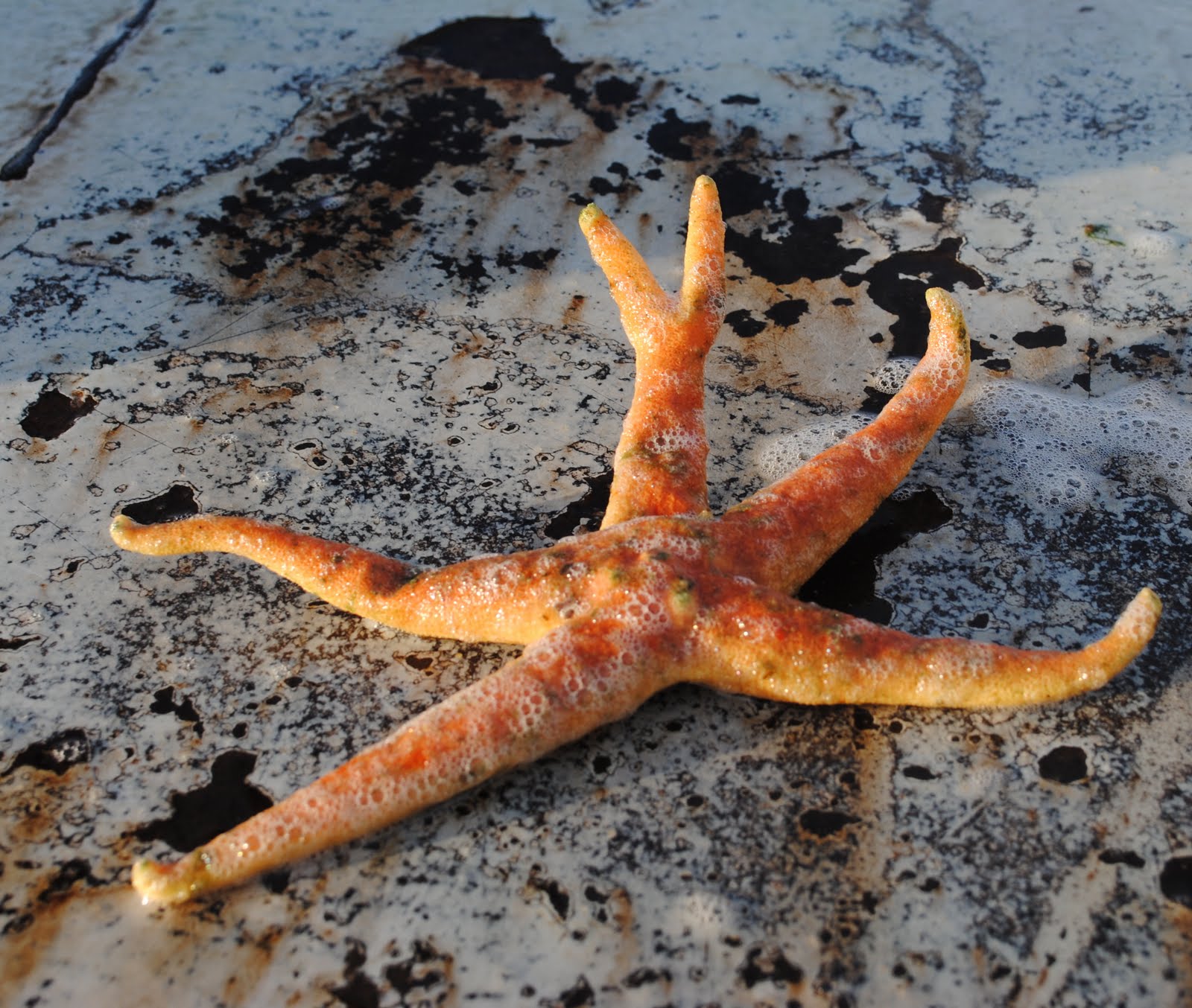 Ms. Byford - NOAA Teacher at Sea