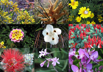 JULIE ADORE PREMIERE VERSION: Flore de Chypre